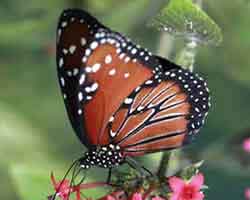 Types of Butterflies in the United States