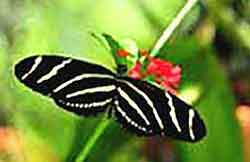 Types of Butterflies in the United States