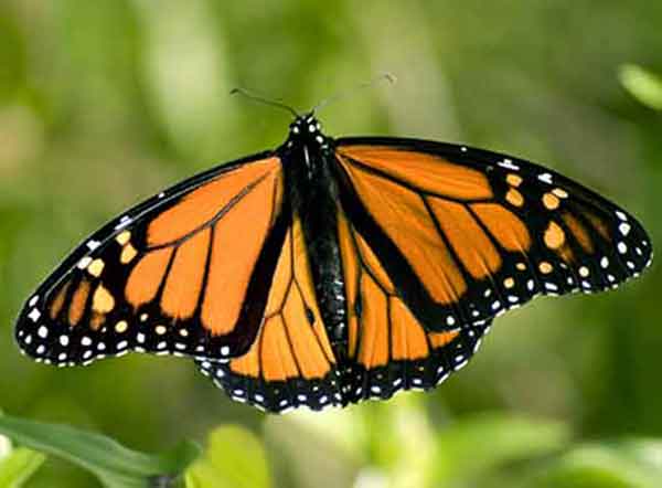 Queen Butterfly Vs Monarch
