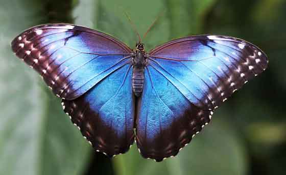 Butterfly Wings Side View Blue